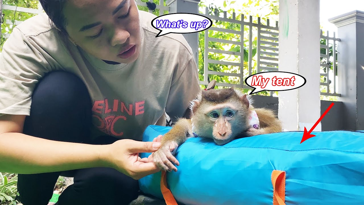 Monkey Lyly couldn’t believe her mother had put the tent away while she ...