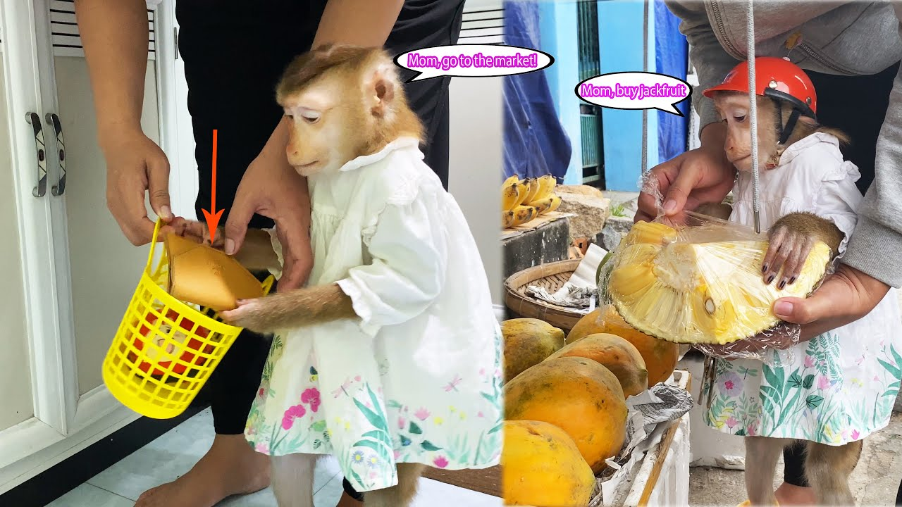 Monkey Lyly Invited Her Mother to Go to the Market and Was Very Excited ...