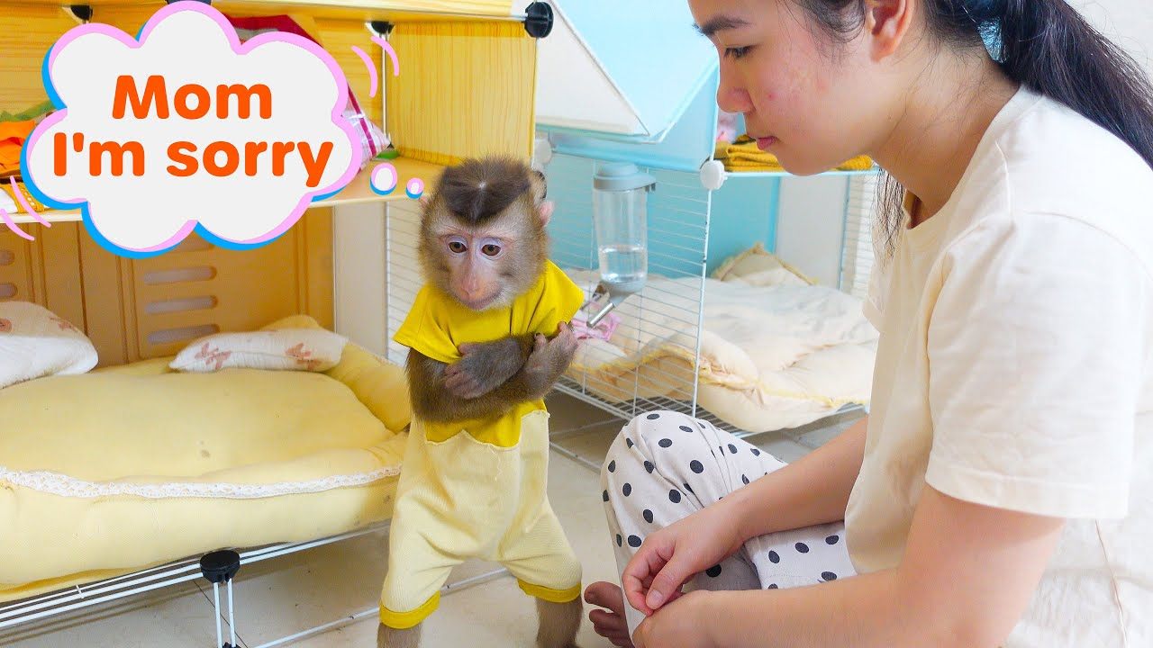 Pupu Monkey Feels Guilty for Leaving Home on His Own – Fastnews24.info