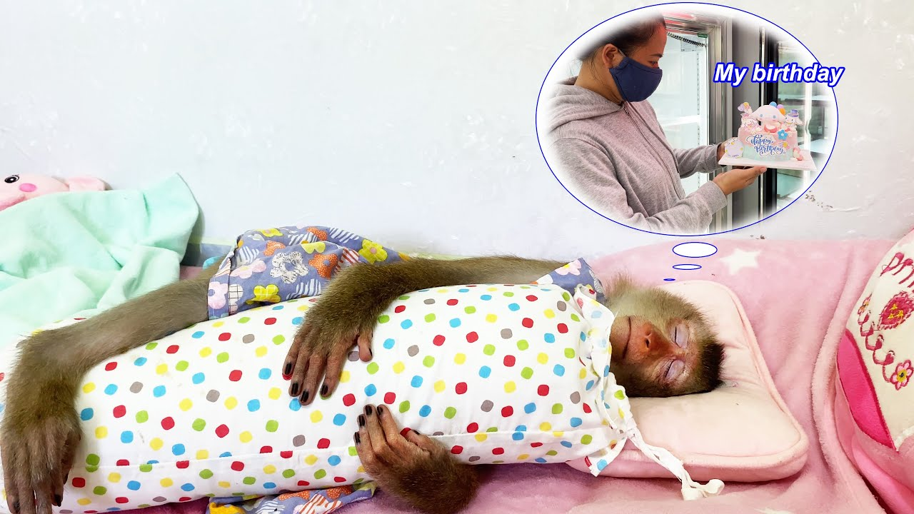 Monkey Lyly Slept Soundly, Not Knowing That Her Mother Was Preparing a ...