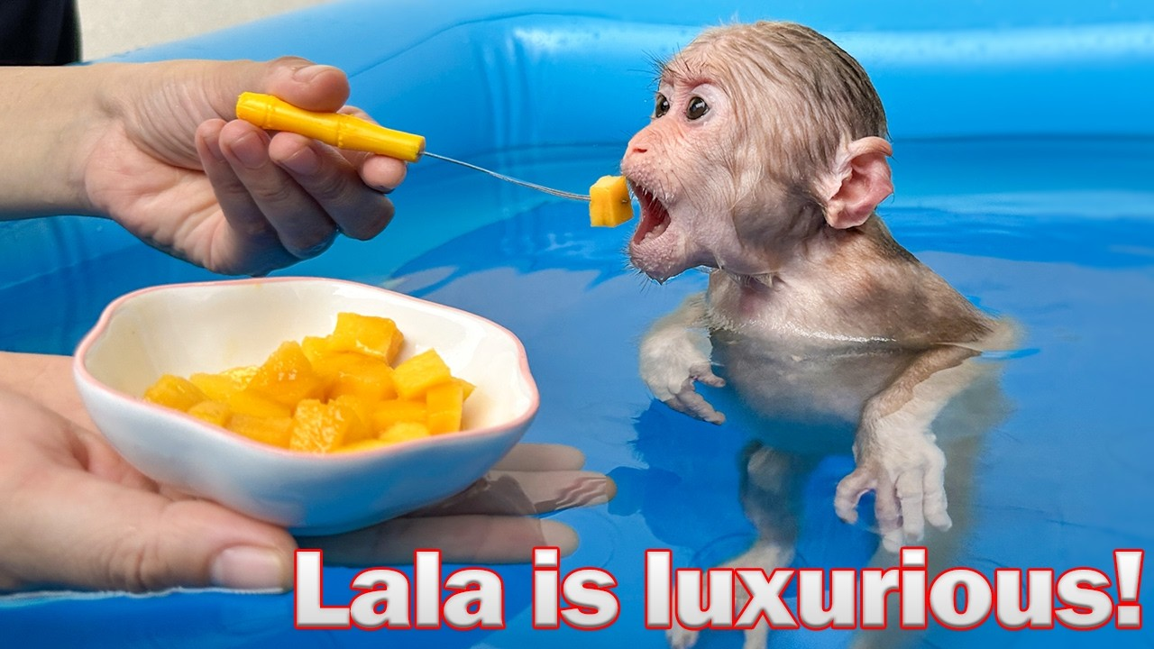 Luxurious Lala Gets Special Care from Thuy While Swimming! – Fastnews24 ...