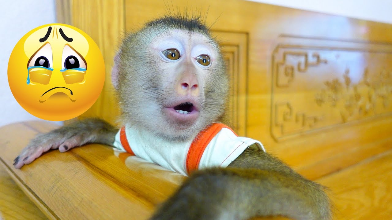 Pupu Monkey Talks a Lot in Strange Dreams – Fastnews24.info