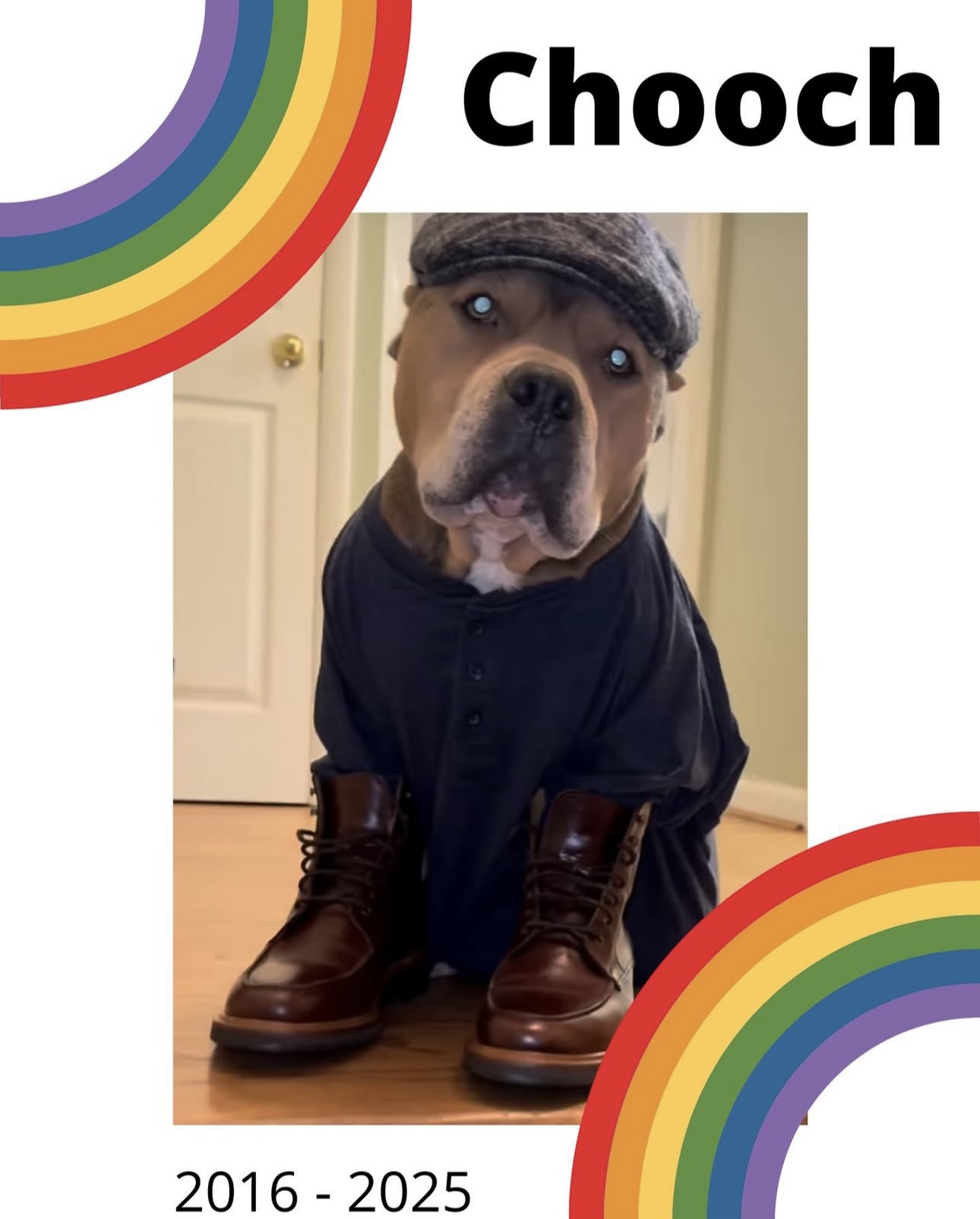 yourpetschef Needed a Few Days to Post – Fastnews24.info