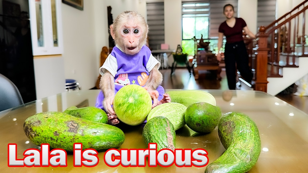 Lala Was Curious About the Strange Fruits That Thuy Bought at the ...