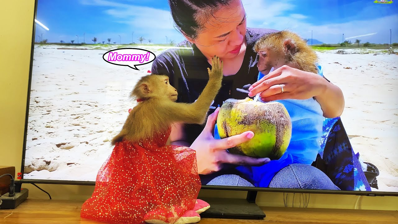 Monkey Lyly Was Absorbed in Watching Beautiful Memories with Her Mother ...