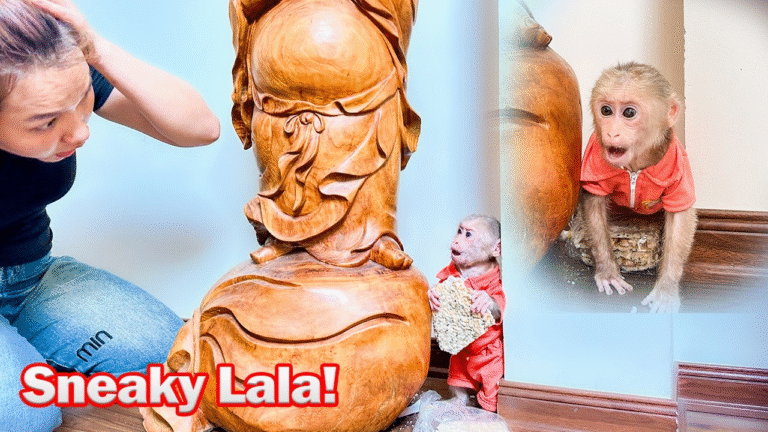 Lala Secretly Hides from Thuy to Get Candy to Enjoy and Gets Discovered ...