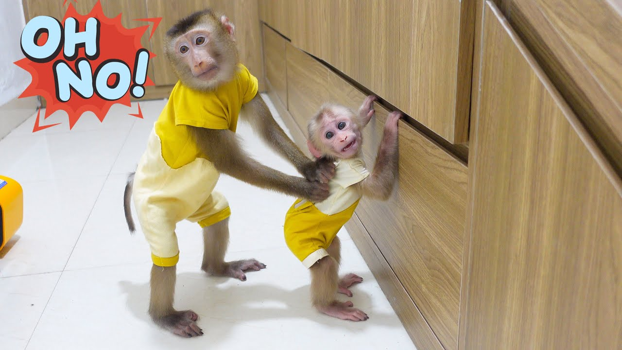 Poki the Monkey Wants Milk… But Pupu Says No! – Fastnews24.info