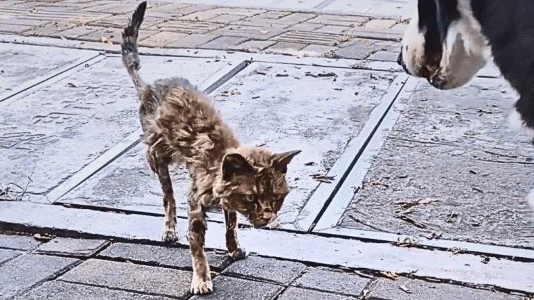 The Dying Stray Cat Was Thin as a Leaf, Staggering as If a Breeze Could ...