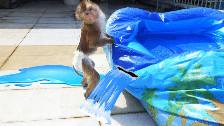 Pupu hid from his Mom to go swimming but the swimming pool was torn ...