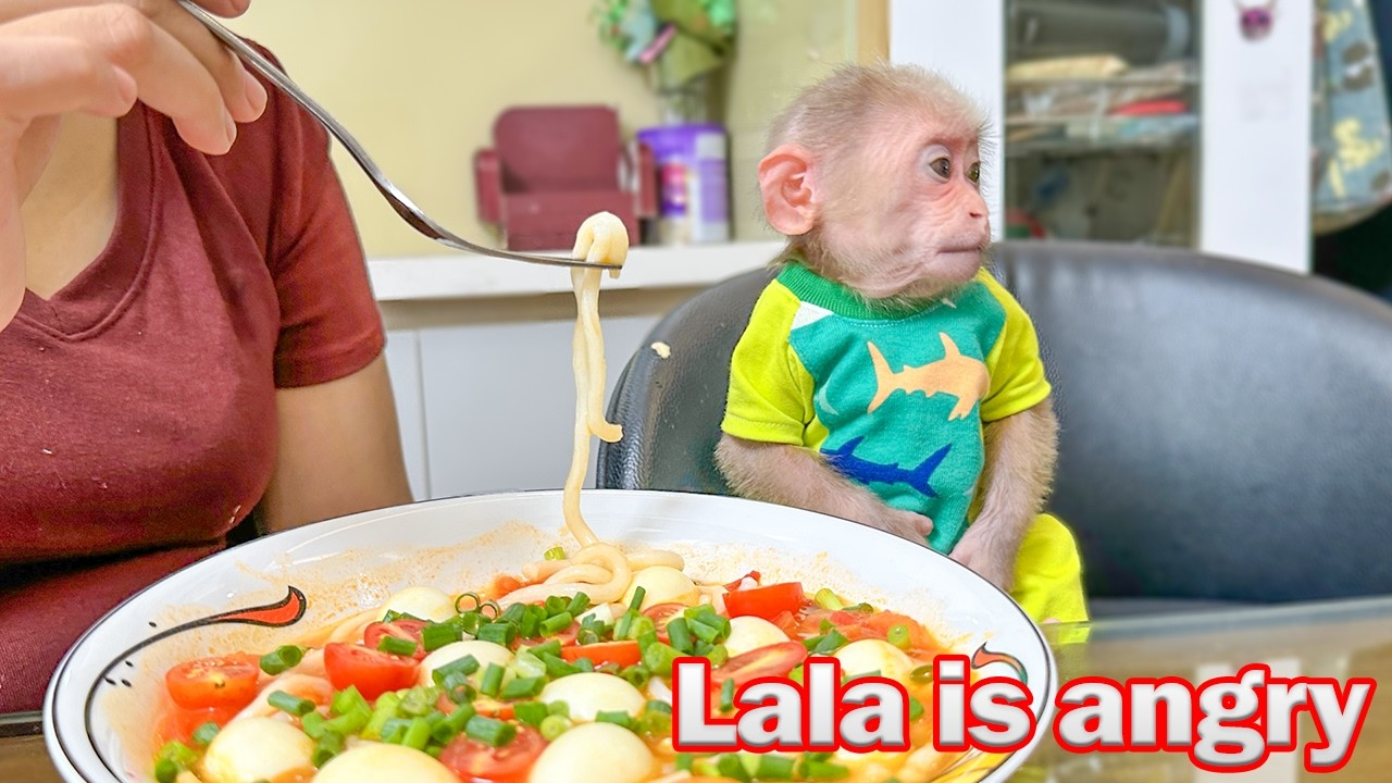 So Lovely! Lala is Angry and Refuses to Eat When Being Trolled by Thuy ...