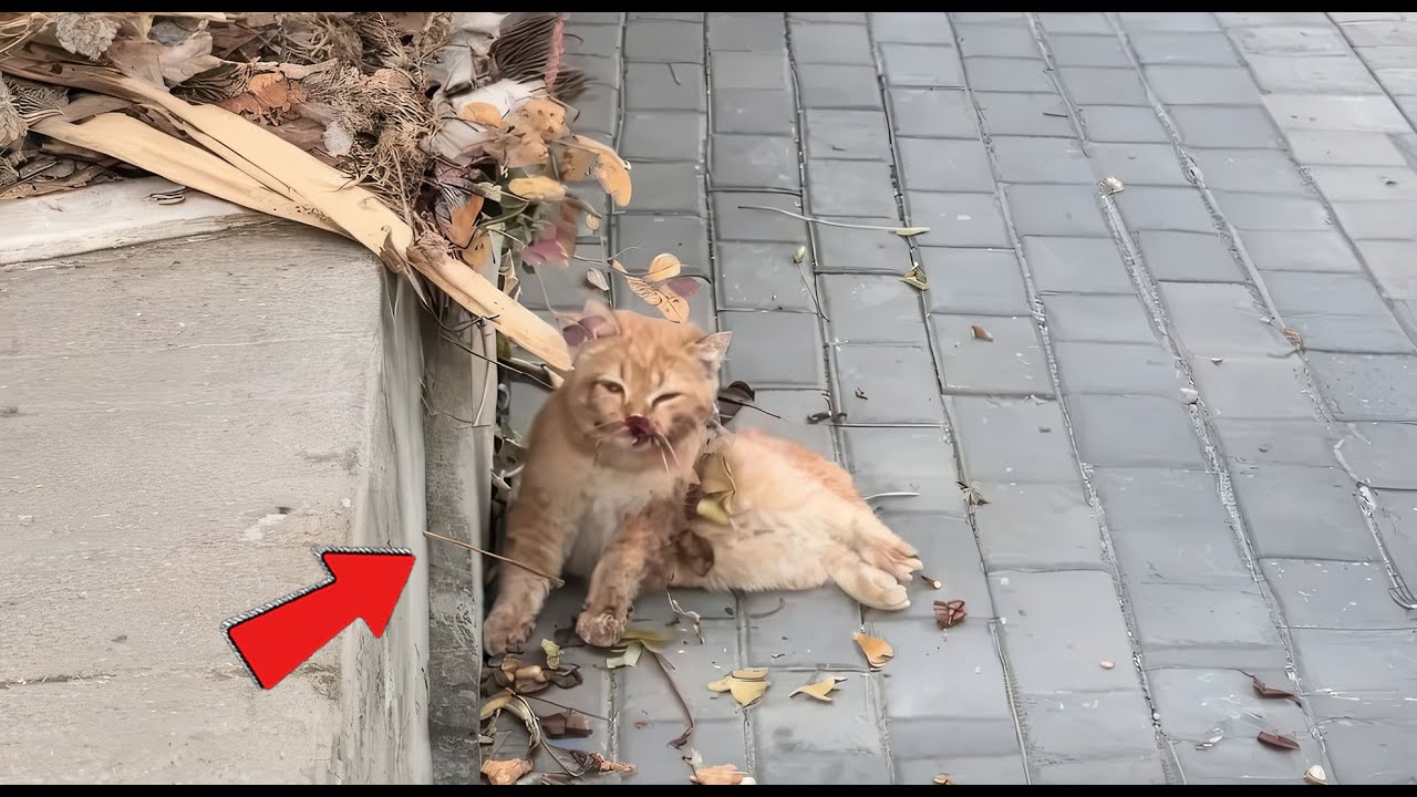 This Bleeding Stray Cat Is Dying, But Its Eyes Are Full of Desire for ...
