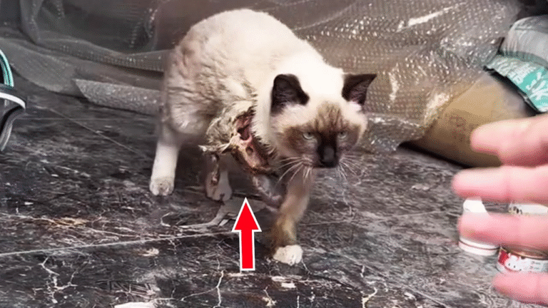 Even with paws rotted to bones, the abandoned cat still trusts in ...