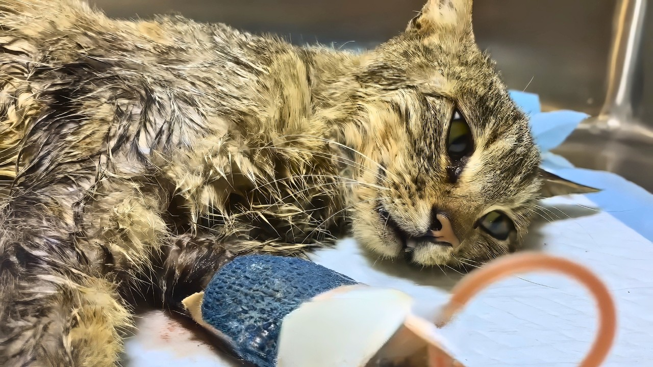 Dying stray cat used all her strength to give birth, but after they ...