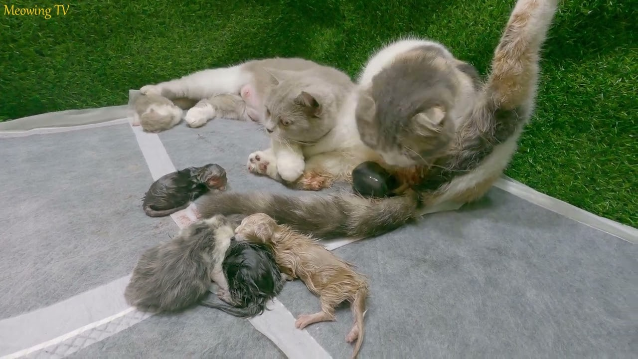 The Mother Cat Giving Birth Is Always Cared for by Another Cat Beside ...